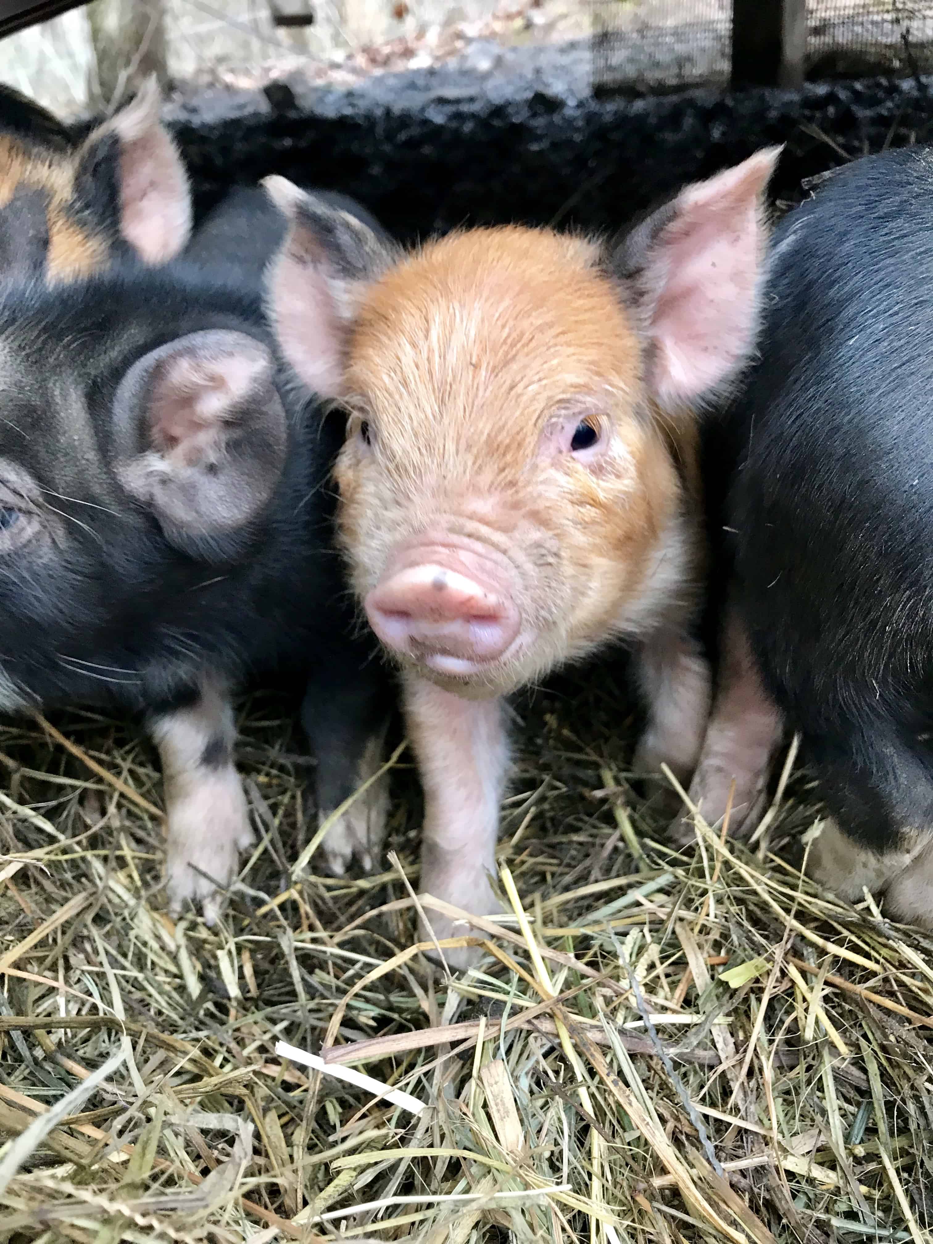 Idaho Pasture Pigs
