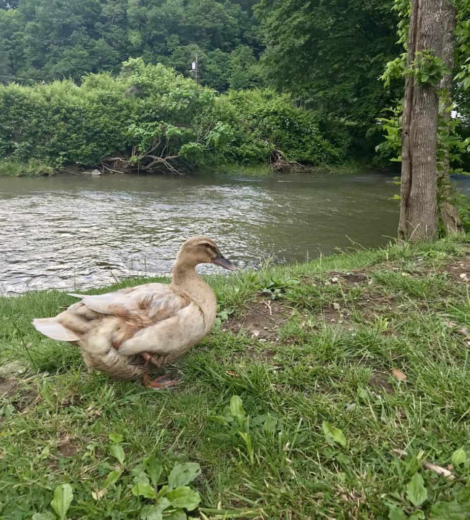 Happiest Camper - Page 27 of 31 - Sewing projects, DIY crafts, sewing ...