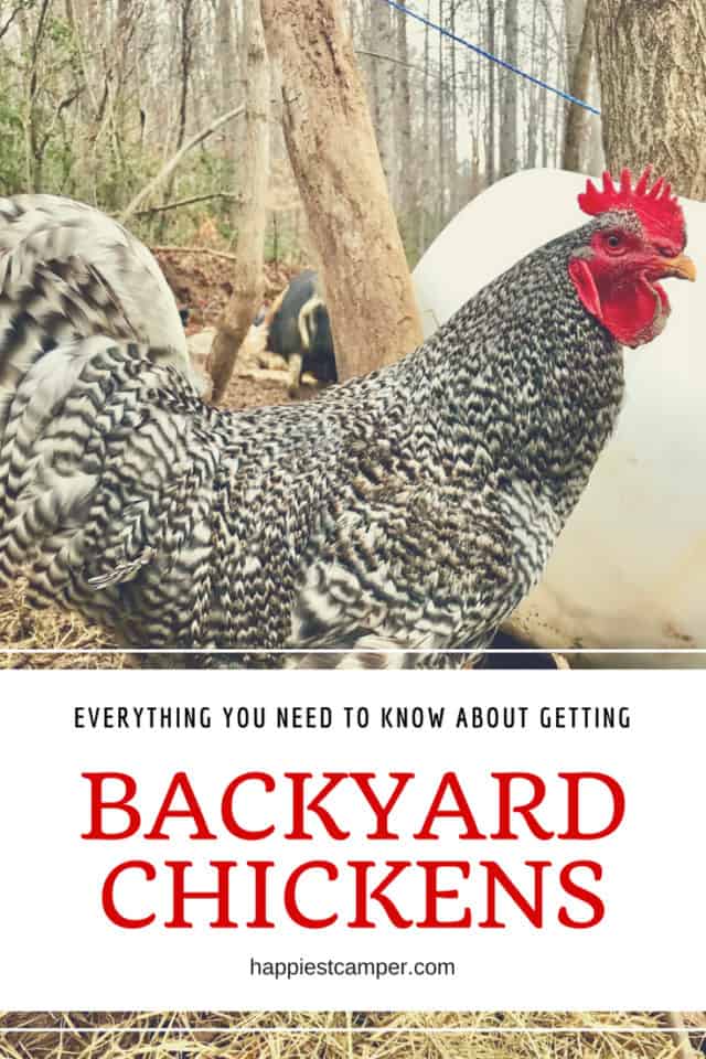 Backyard Chickens - Everything You Need to Know