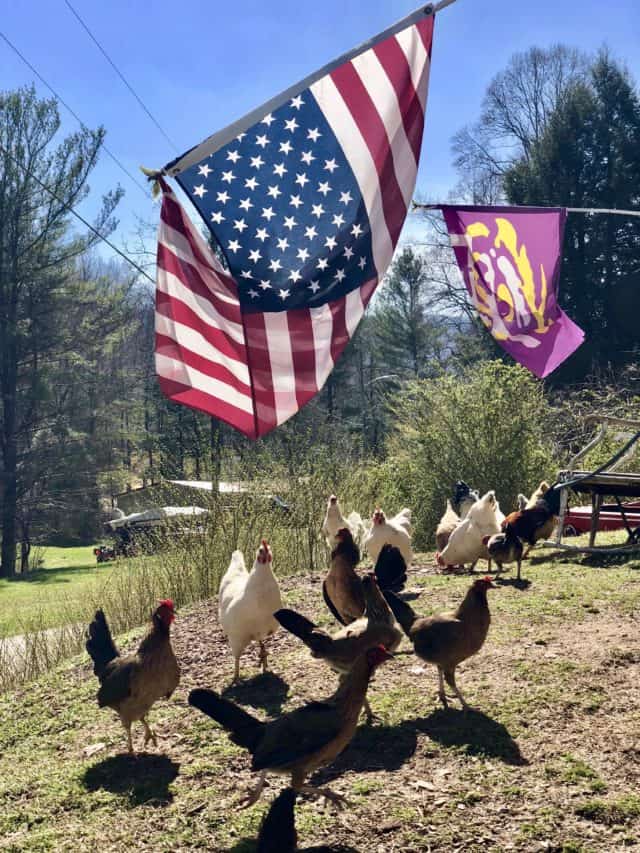 Backyard Chickens - Everything You Need to Know